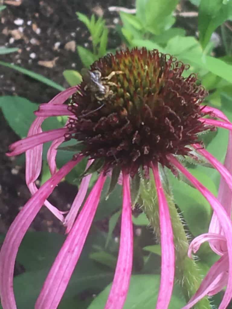 How To Grow A Pollinator Garden