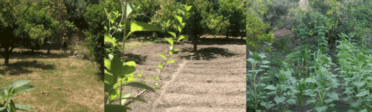 Food Not Lawns! How And Why To Turn Your Yard Into A Garden