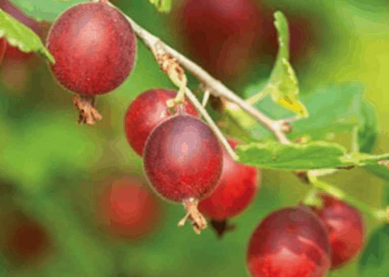 Bring Us A Shrubbery! Best Plants For Edible Hedges