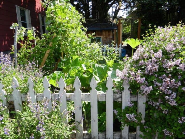 Bring Us A Shrubbery! Best Plants For Edible Hedges