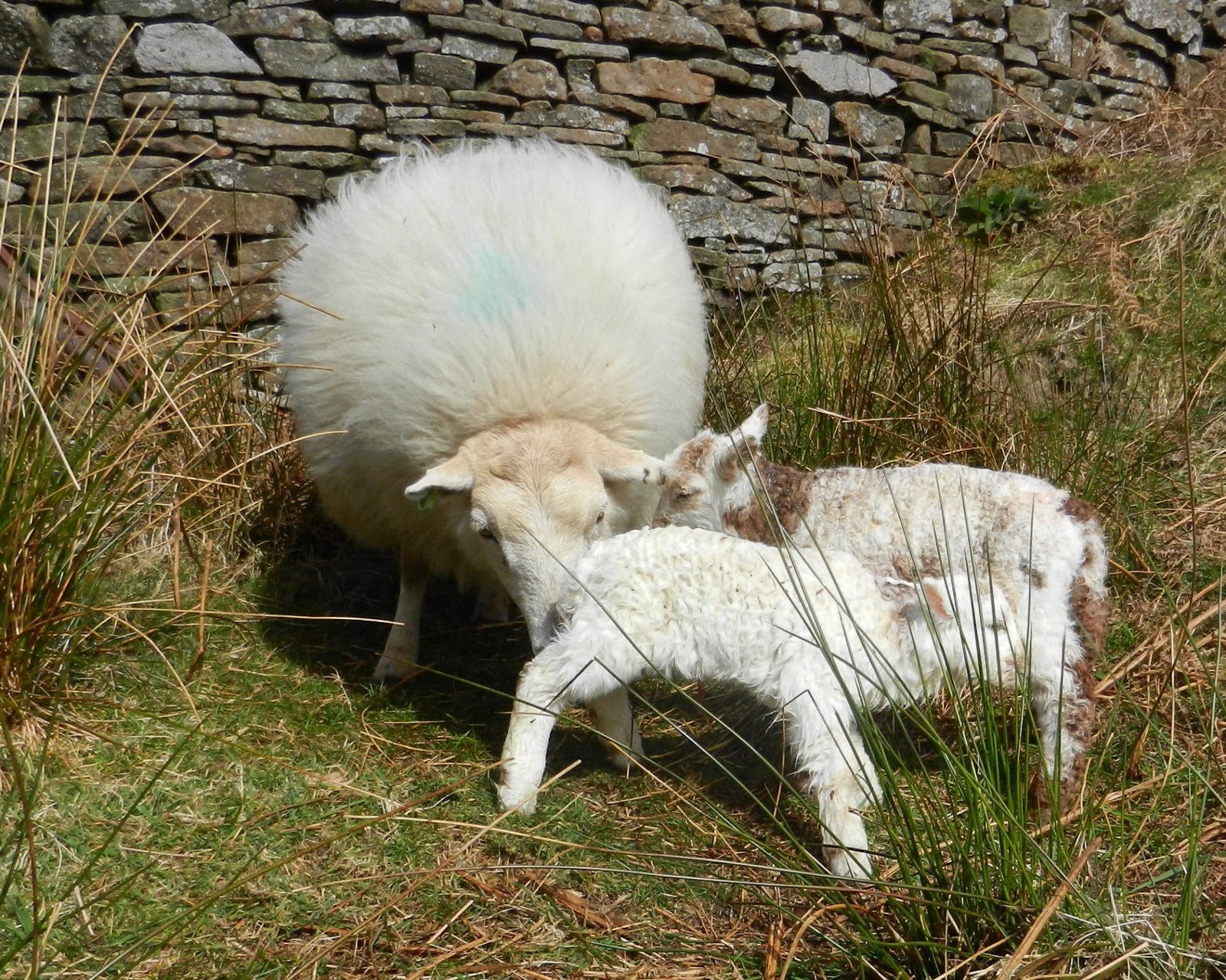 Getting Ready For Lambing