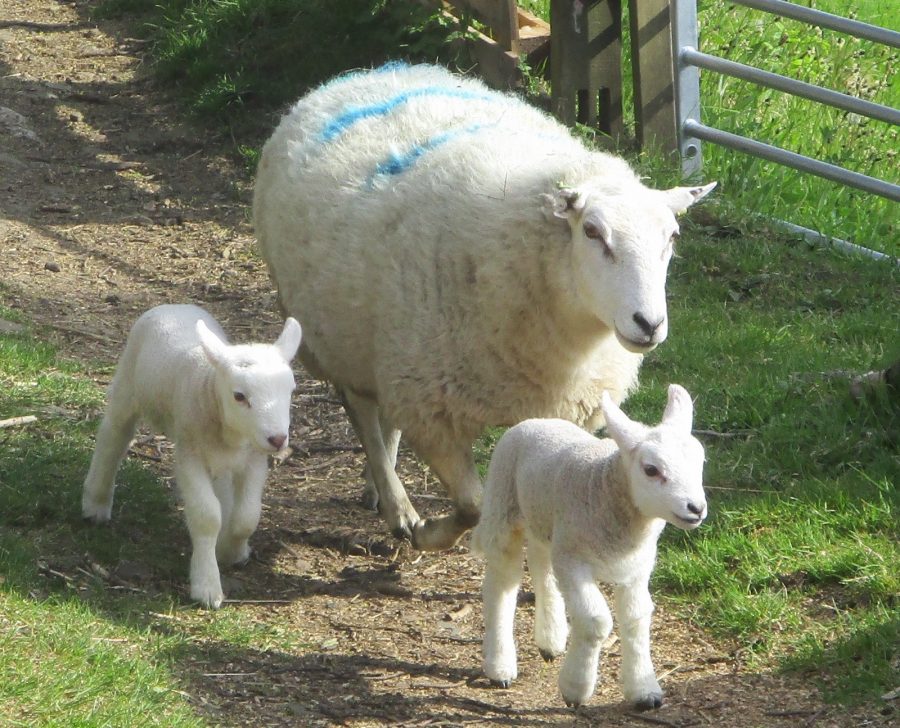 Getting Ready For Lambing