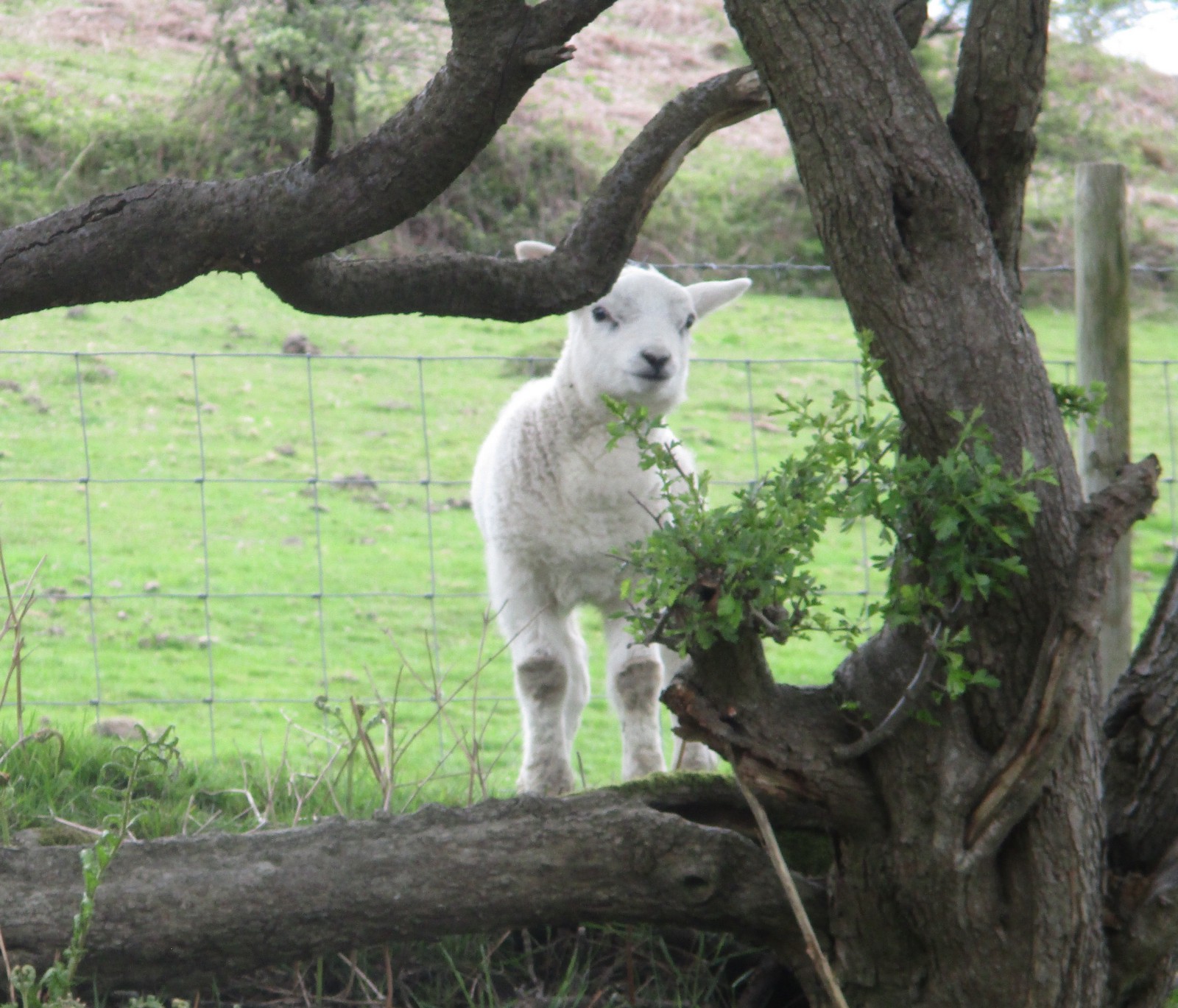 Getting Ready For Lambing