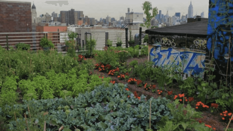 Permaculture In The City: A Sampler Of Inspiring Urban Agriculture Projects