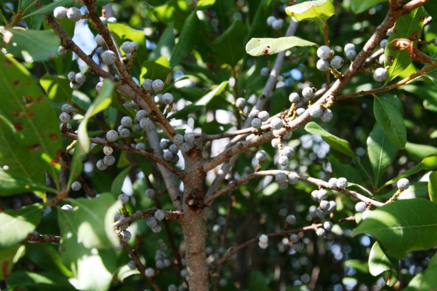 Northern Bayberry For Permaculture Income