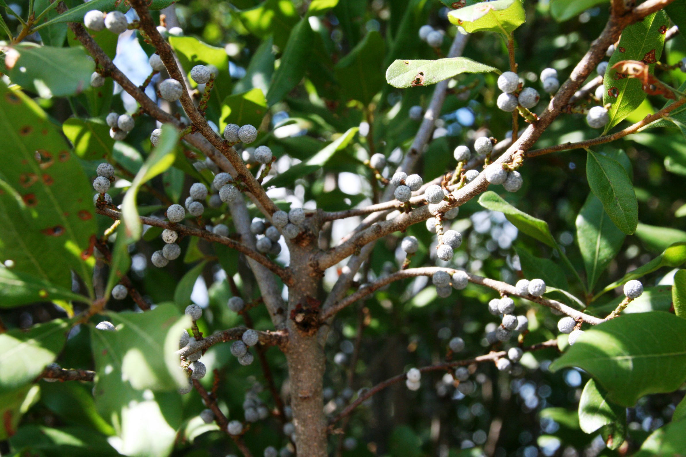 Northern Bayberry For Permaculture Income